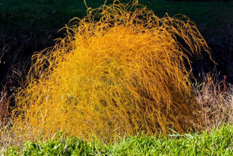 Gold wild grass stock image. Image of summer, beautiful - 73252439