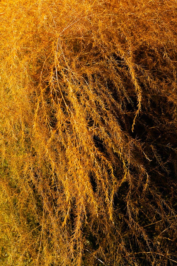 Gold wild grass stock photo. Image of grass, natural - 73252768