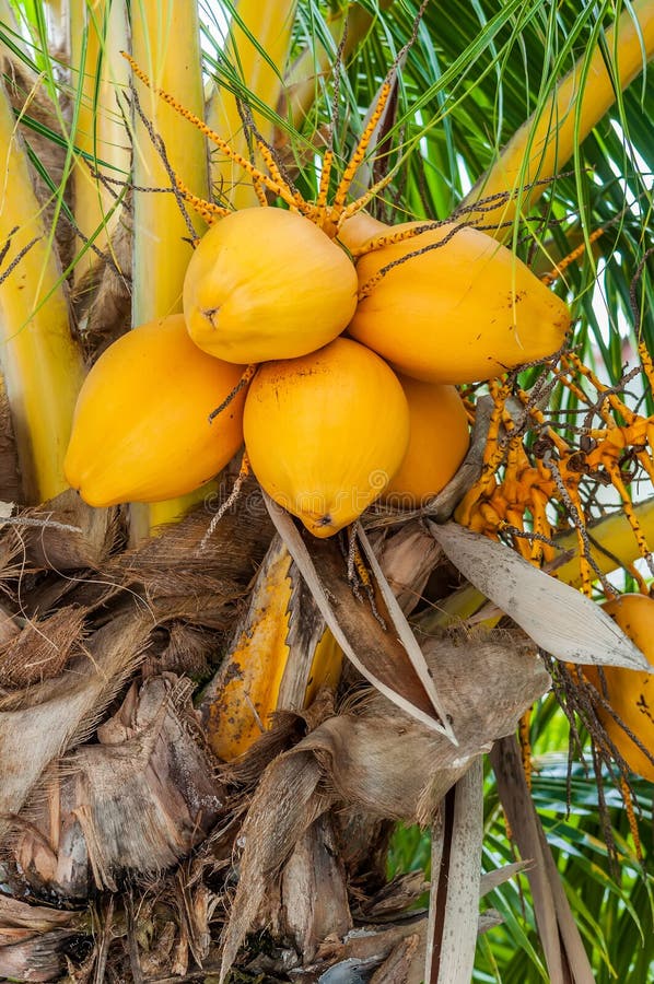 Yellow coconut king stock photo. Image of branch, growth - 98003158
