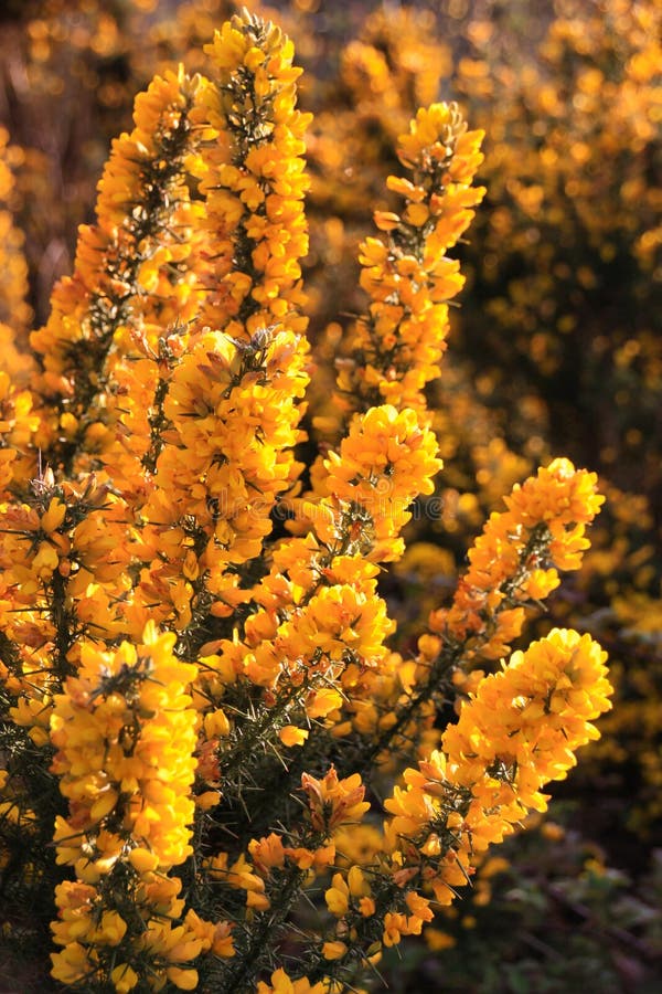 Gold-yellow Ginster in the Sun Shine Stock Photo - Image of european ...