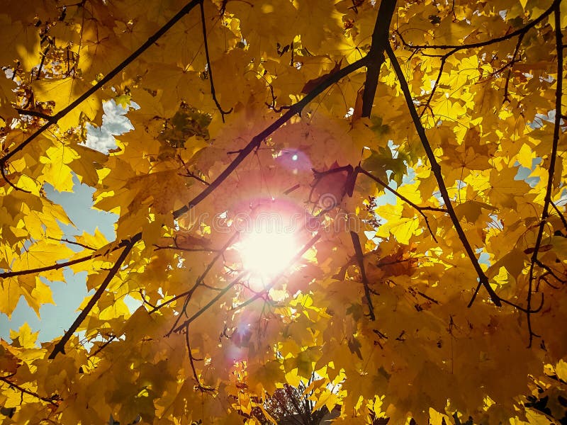 Gold Yellow Maple Leaves in Autumn Stock Image - Image of color ...