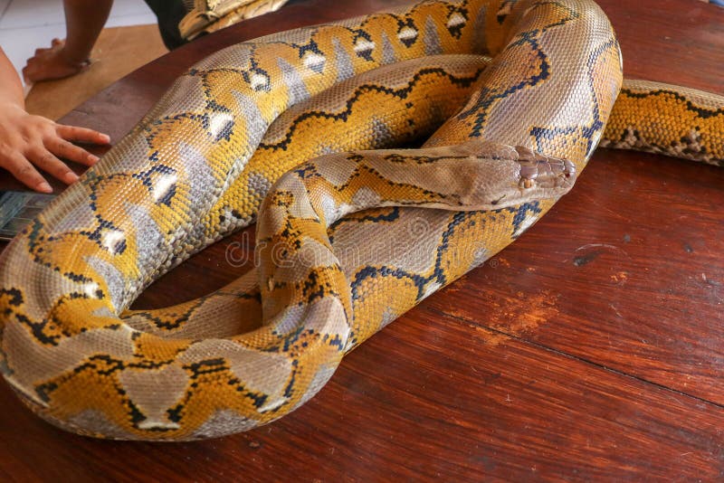 Gold Yellow Python, Albino Snake with Beautiful Yellow Texture. Pattern ...