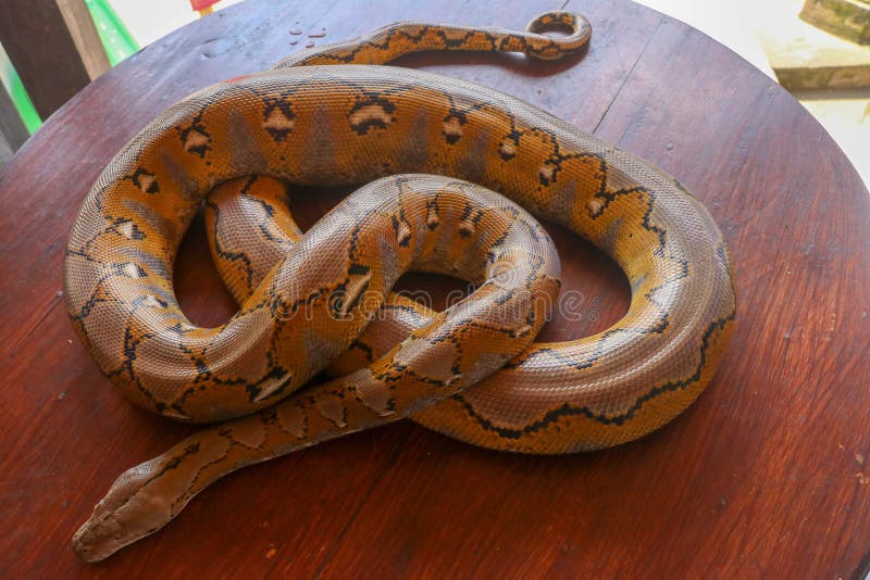 Gold Yellow Python, Albino Snake with Beautiful Yellow Texture. Pattern ...