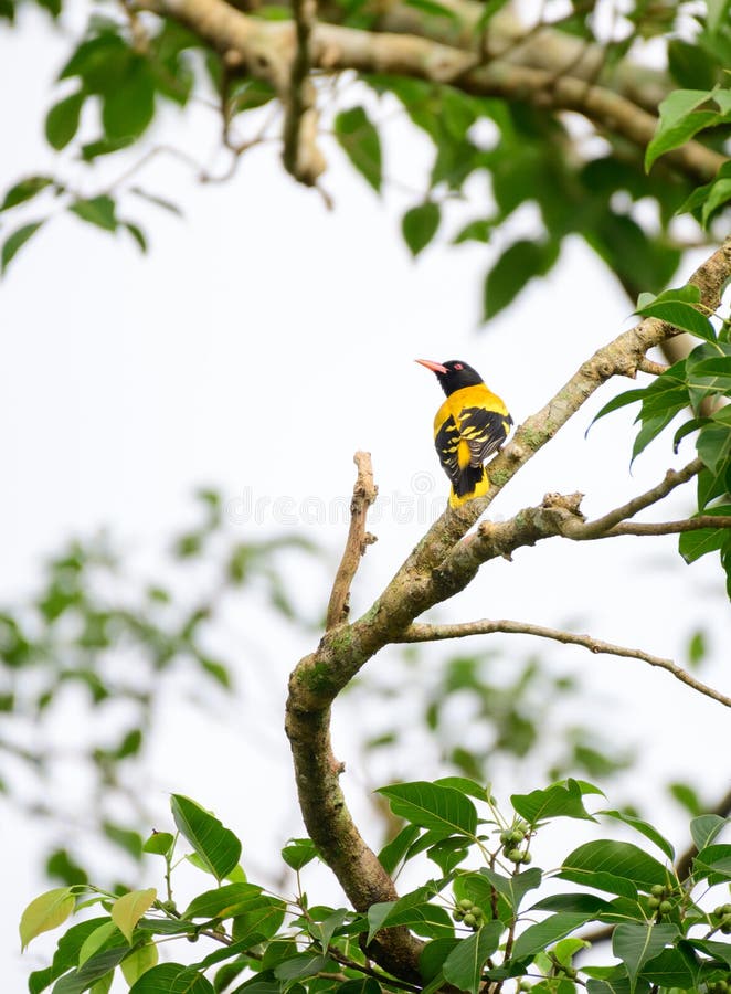 Goldbarsch-Erdmandelbarsch, Erbarmungslos Stockbild - Bild von ...