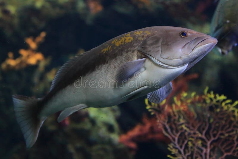 Goldblotch Grouper or Golden Grouper Epinephelus Costae Undersea ...