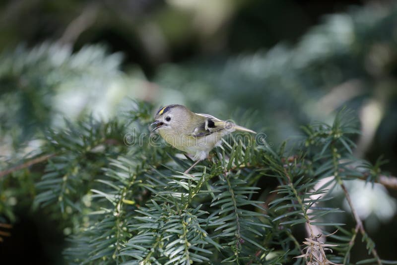 Goldcrest, Regolo Di Regulus Immagine Stock - Immagine di animale ...