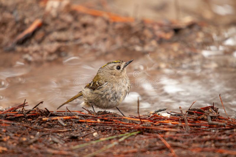 Goldcrest (Regulus Regulus) Bathing in a Puddle Stock Photo - Image of ...