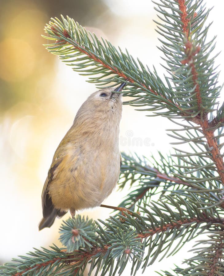 Goldcrest, Regulus Regulus. a Bird Looking for Prey in the Branches of ...