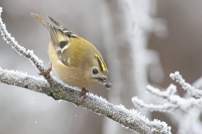 Goldcrest, Regulus Regulus. a Bird Sits on a Branch and Holds a Fly in ...