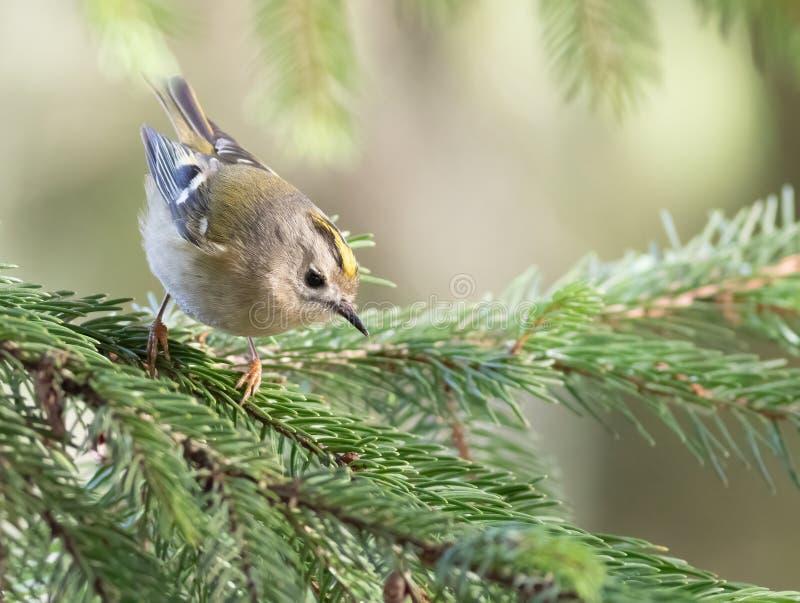 Goldcrest, Regulus Regulus. a Bird Sits on a Fir Branch. Stock Photo ...