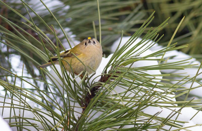 Goldcrest, Regulus Regulus. a Bird Sits on the Needles of a Pine Tree ...