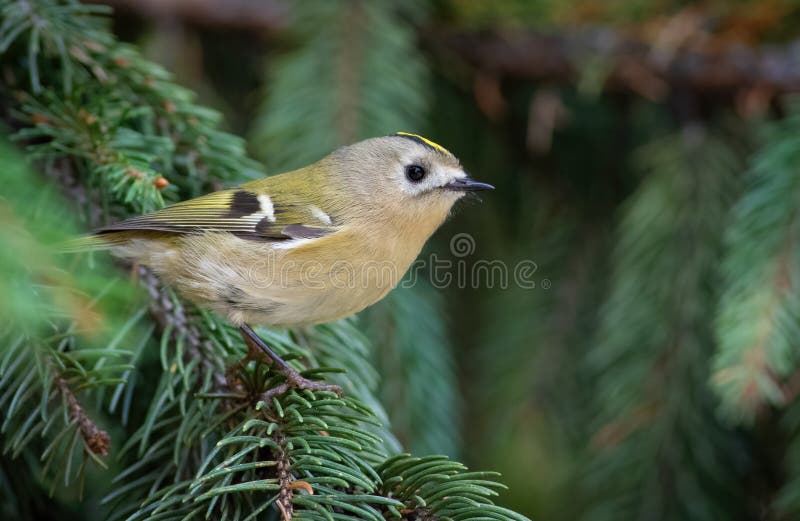 Goldcrest, Regulus Regulus. a Bird Sits on a Spruce Branch Stock Photo ...