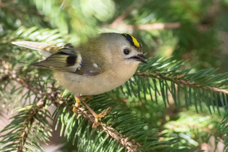 Goldcrest, Regulus Regulus. a Bird Sits on a Spruce Branch and Sings ...