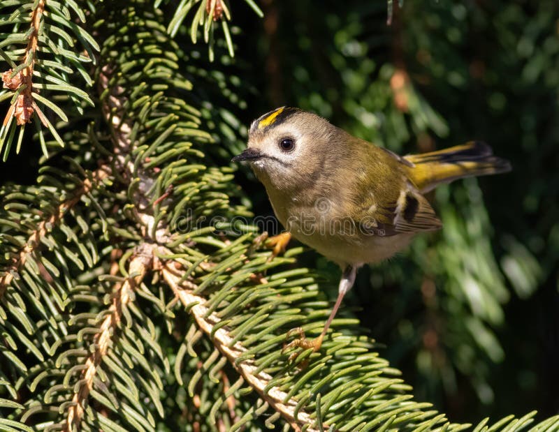 Goldcrest, Regulus Regulus. a Bird Sits on Spruce Needles Stock Photo ...