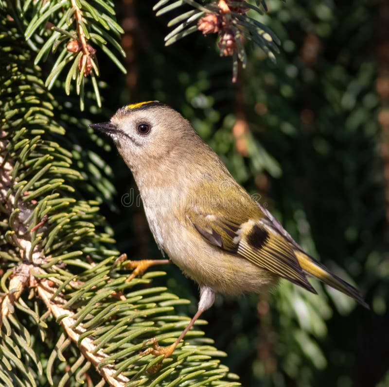 Goldcrest, Regulus Regulus. a Bird Sits on Spruce Needles. Stock Photo ...