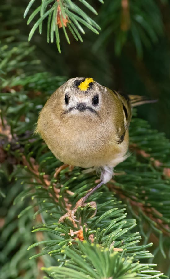 Goldcrest, Regulus Regulus. Close-up of the Bird, Looking through the ...