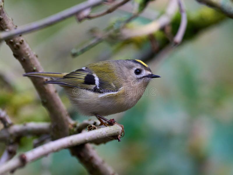Goldcrest Regulus regulus stock image. Image of wilderness - 260462569