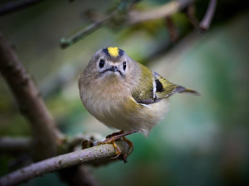 Goldcrest Regulus regulus stock image. Image of wild - 261709535