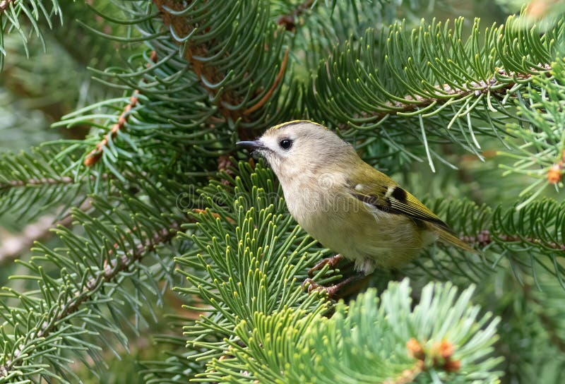 Goldcrest, Regulus Regulus. a Little Bird Sits on a Spruce Branch ...