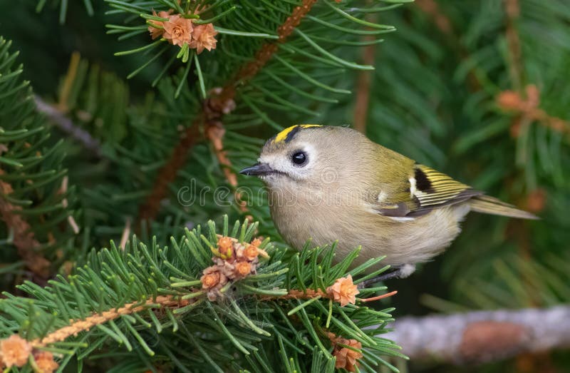 Goldcrest, Regulus Regulus. a Little Bird Sits on a Spruce Branch Stock ...