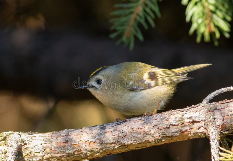 Goldcrest, Regulus Regulus. a Little Bird Sits on a Spruce Branch ...