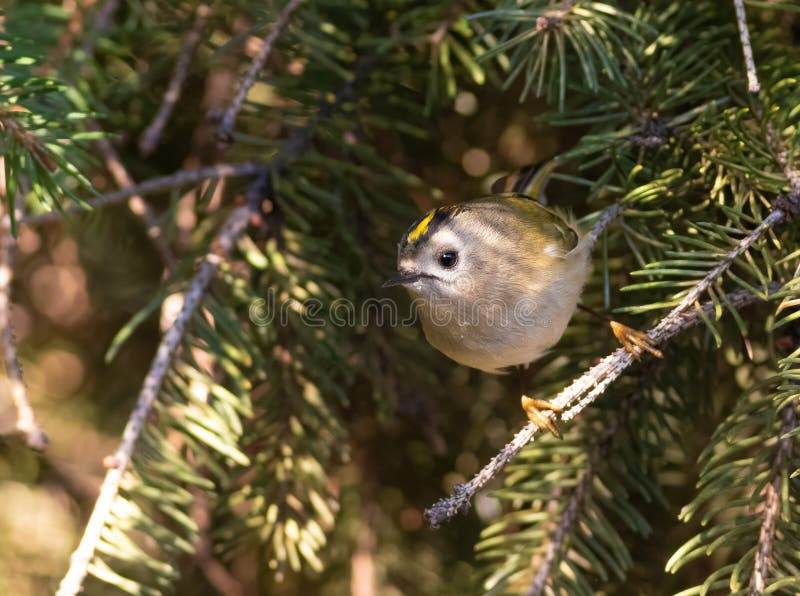Goldcrest, Regulus Regulus. a Little Bird Sits on a Spruce Branch Stock ...