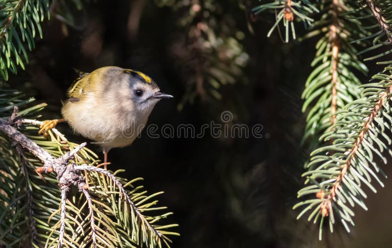 Goldcrest, Regulus Regulus. a Little Bird Sits on a Spruce Branch Stock ...