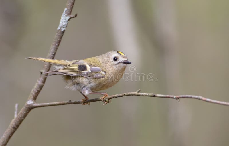 Goldcrest - Regulus Regulus - Male Bird at Forest Stock Photo - Image ...