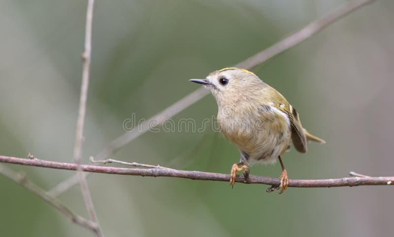 Goldcrest - Regulus Regulus - Male Bird at Forest Stock Photo - Image ...