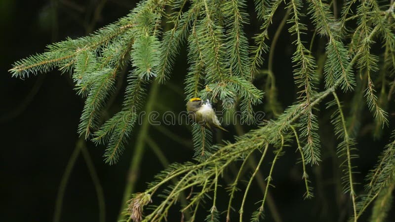 Goldcrest Regulus Regulus Bird Feeding Non-deciduous Conifer Tree Stock ...