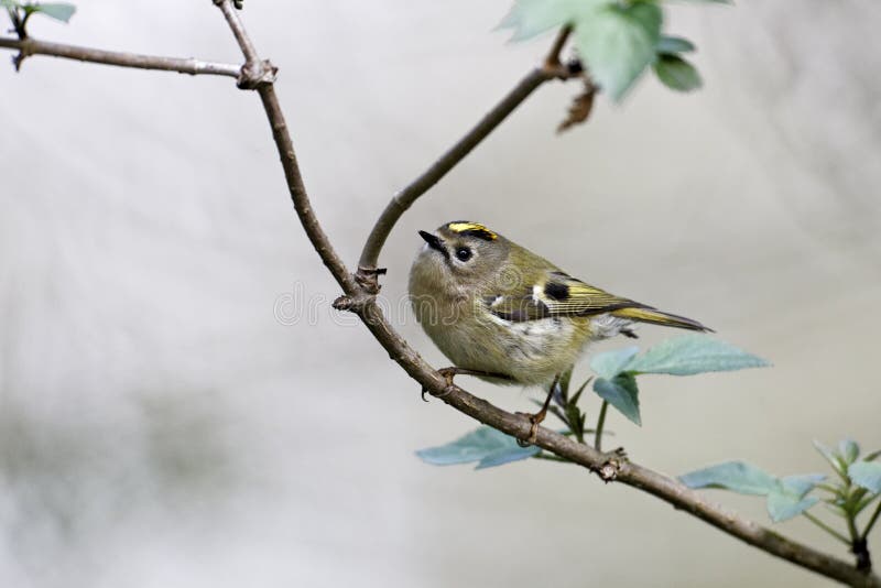 Goldcrest, Regulus regulus stock photo. Image of wood - 32365168