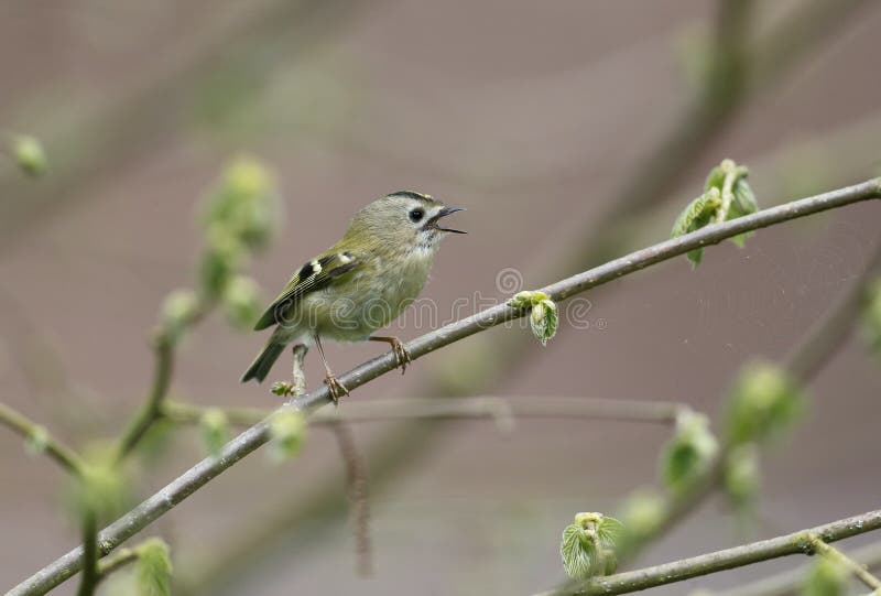Goldcrest, Regulus regulus stock image. Image of beak - 40109667