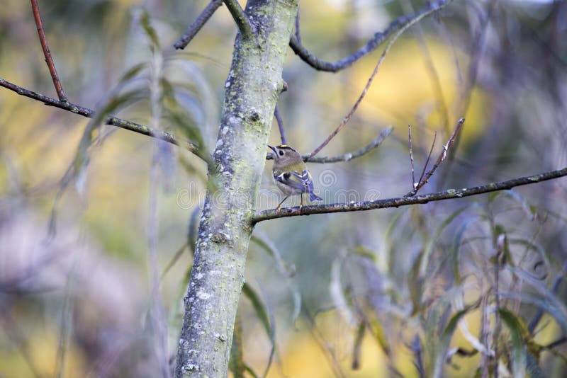 Goldcrest Regulus Regulus stock image. Image of beauty - 80634365