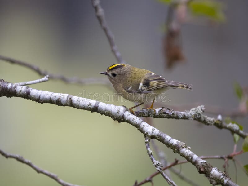 Goldcrest, Regulus regulus stock photo. Image of branch - 276723550