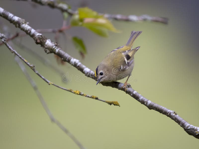 Goldcrest, Regulus regulus stock photo. Image of april - 276723554