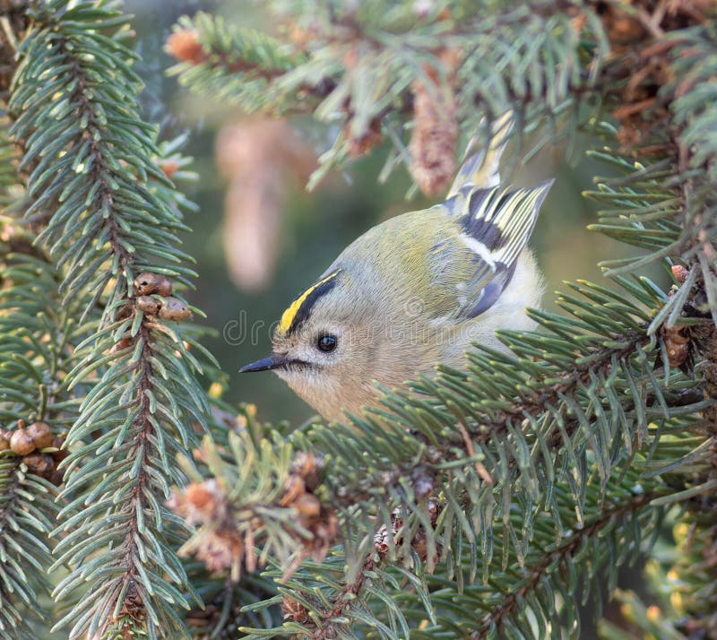 Goldcrest, Regulus Regulus. a Very Small Bird Hiding Behind a Spruce ...