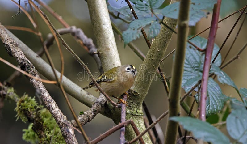 Goldcrest in a Tree Feeding on Insects Stock Photo - Image of juvenile ...