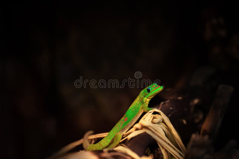 Phelsuma Laticauda Laticauda Stock Photo - Image of gecko, bromeliad ...