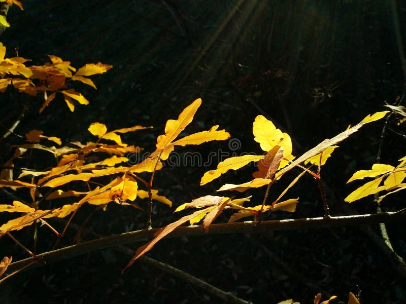 Golden Acer Tree Leaves stock image. Image of dusk, palmatum - 88215687