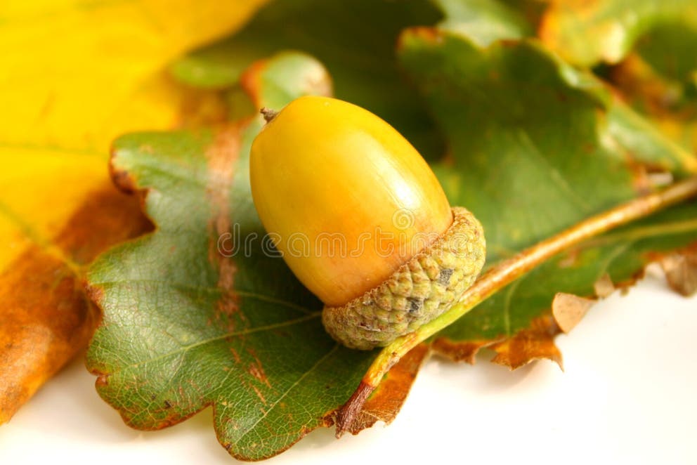 Golden Acorn stock image. Image of acorn, nurture, beginnings - 4491315