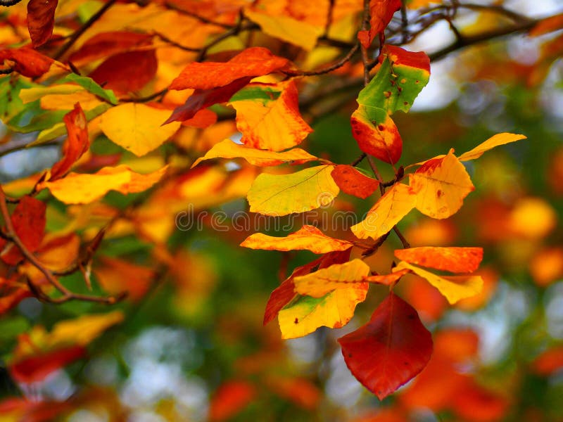 Golden Amber Tree Fall Leaves Stock Image - Image of flower, autumn ...