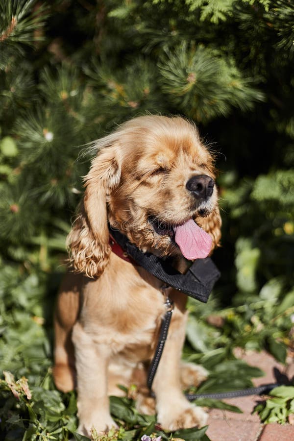 Golden American Cocker Spaniel with a Happy Expression Stock Image ...