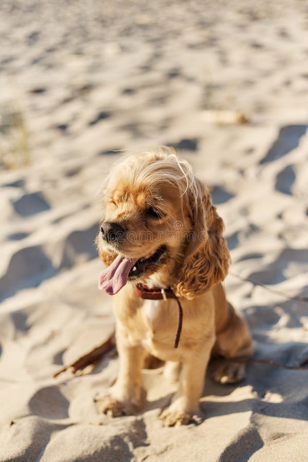 Golden American Cocker Spaniel with a Happy Expression Sits on the ...