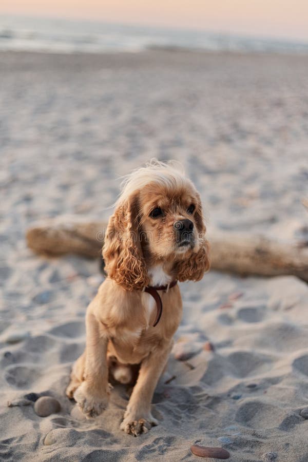 Golden American Cocker Spaniel with a Happy Expression Sits on the ...