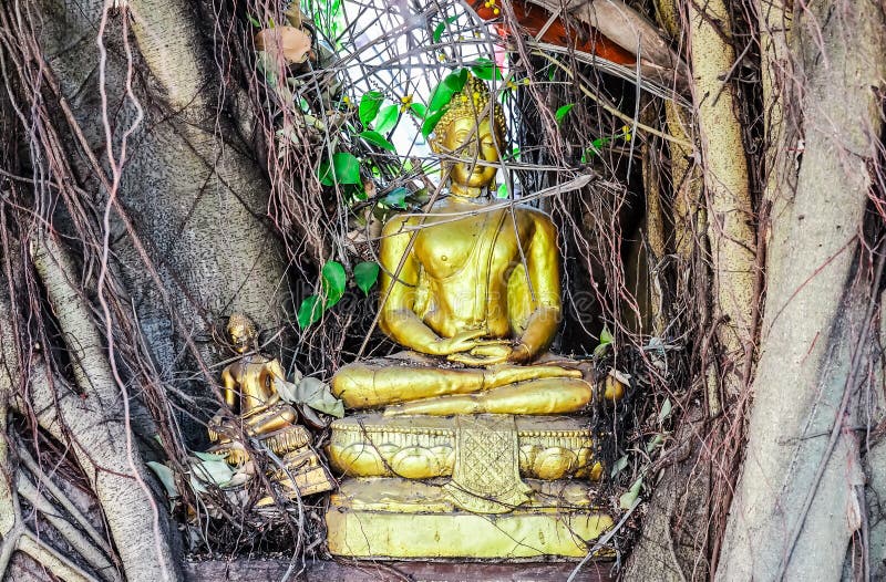 Golden Ancient Buddha Statues Under the Tree Stock Image - Image of ...