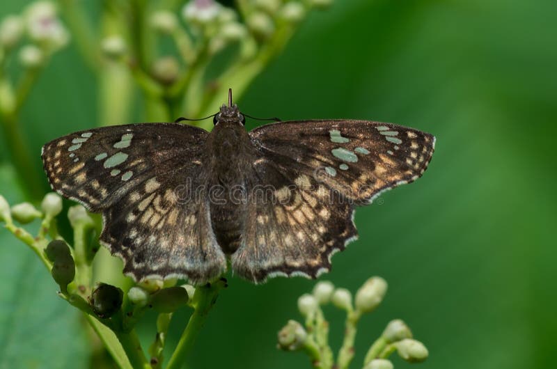 Golden Angle Butterfly stock image. Image of flying - 102949677