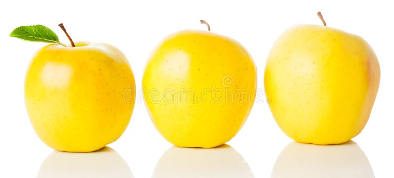 Yellow pears on pear tree stock image. Image of pears - 21001131