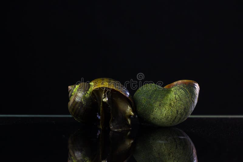 Golden Apple Snail.on a Black Background, the Enemies in Rice F Stock ...