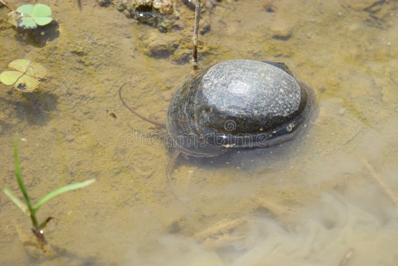 Golden apple snail stock photo. Image of soil, farm - 100914552