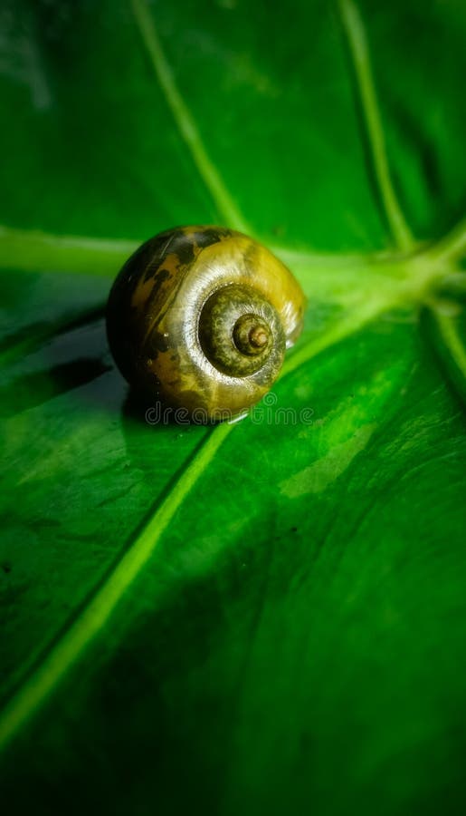 Golden Apple Snail on the Green Leaf. Stock Photo - Image of nature ...